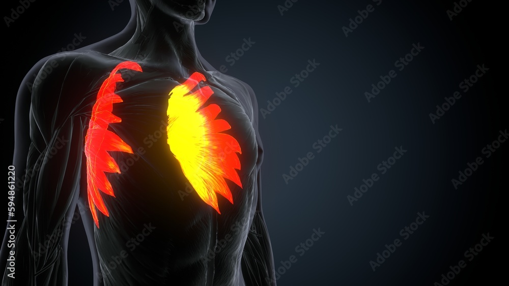 human body serratus anterior muscles anatomy system.3d render Stock ...