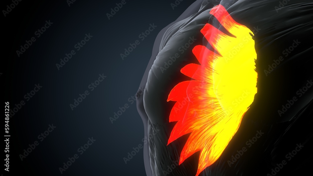 human body serratus anterior muscles anatomy system.3d render Stock ...