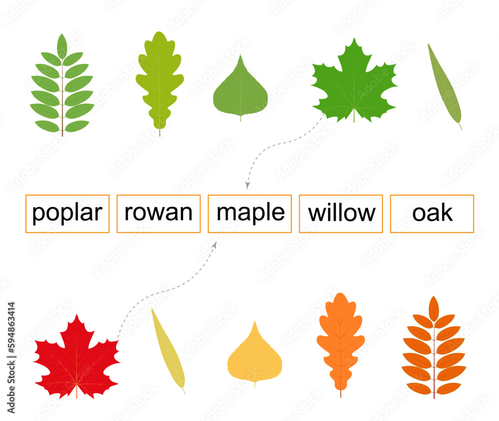 Different Types Of Leaves And Their Names For Kids