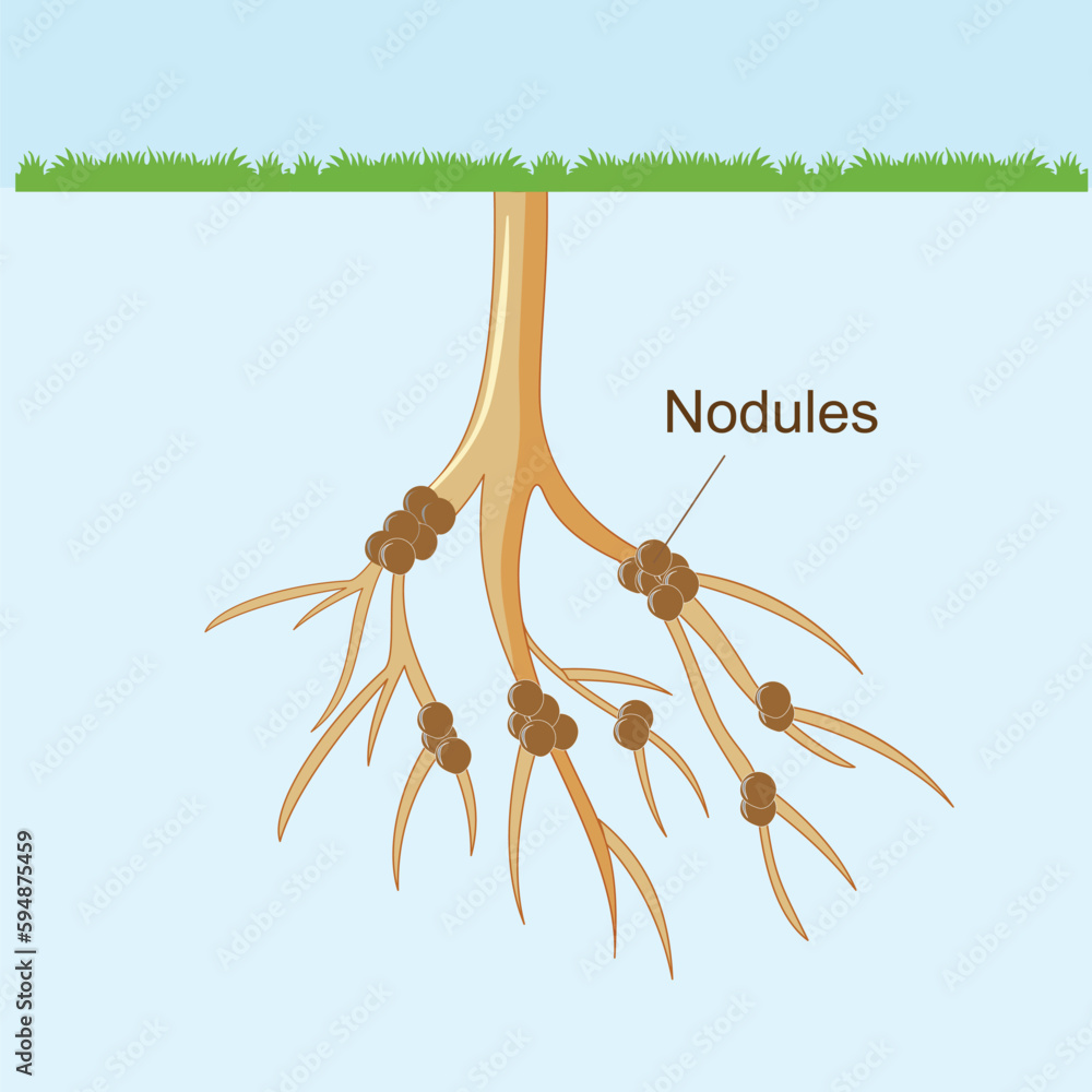 Bacteria nodules of roots.Root nodules associate with symbiotic ...