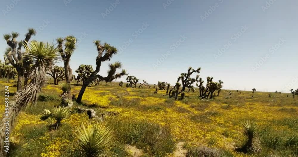 Flying between Joshua trees in the Mojave Desert after a rare spring ...