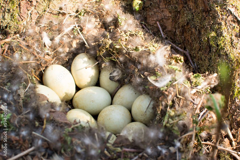 natural selection, protection of the wild animal world, environmental ...