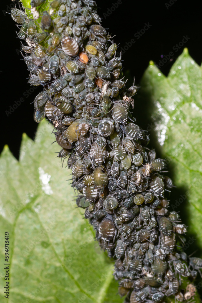 Aphids, plant lice, greenflies, blackflies or whiteflies, Cinara ...