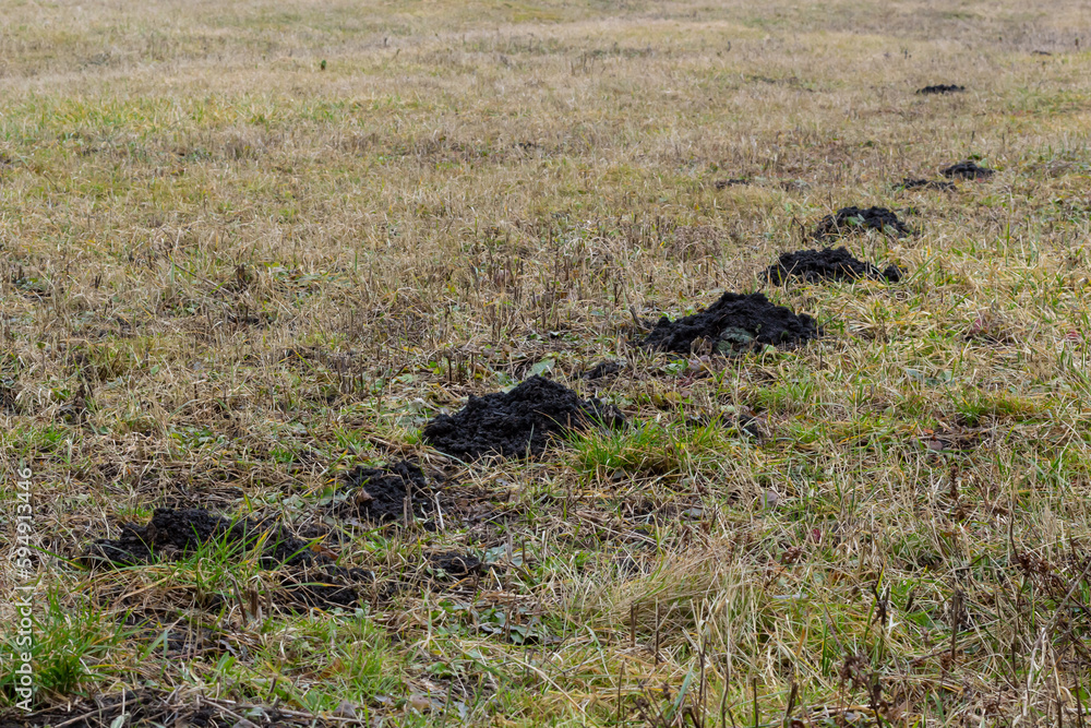 Molehills. Mole mounds. Mole hills. A meadow damaged by a group of ...