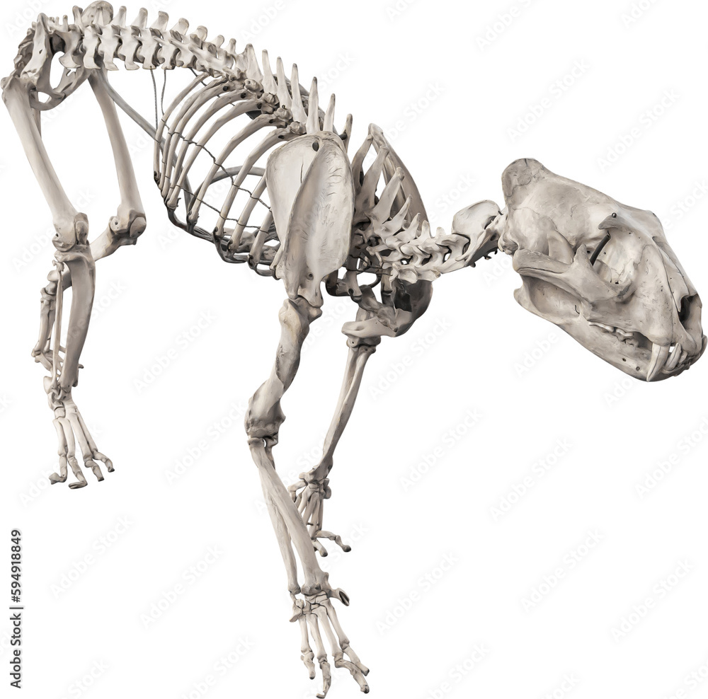 Isolated PNG cutout of a hyena skeleton on a transparent background ...