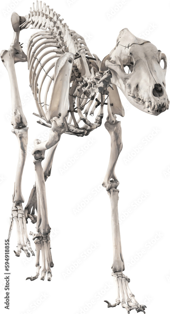 Isolated PNG cutout of a hyena skeleton on a transparent background ...