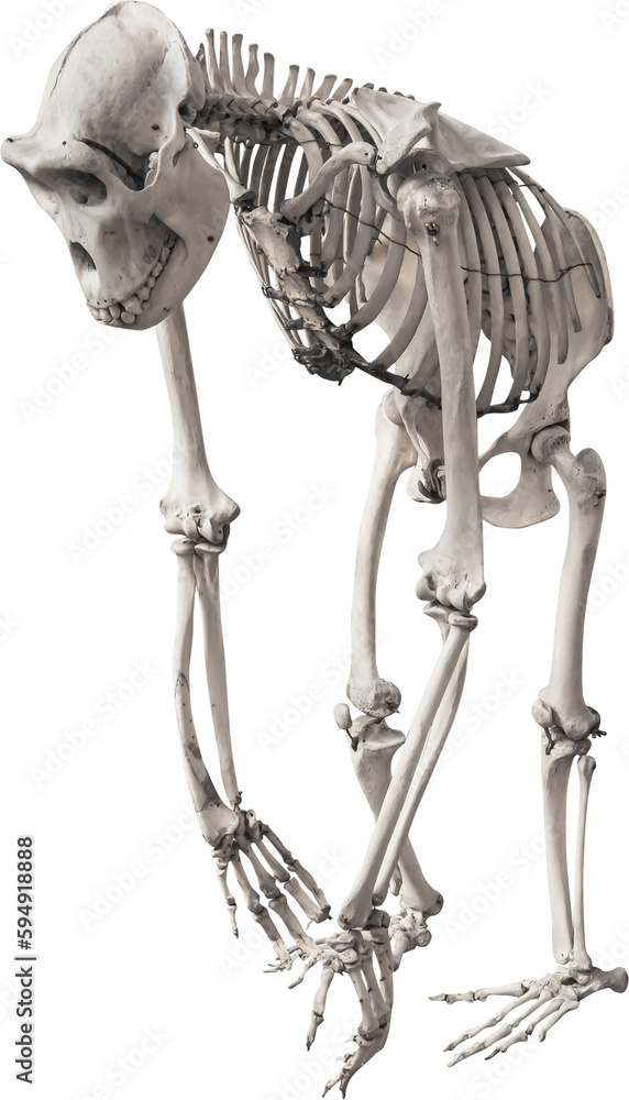 Isolated PNG cutout of an ape skeleton on a transparent background ...