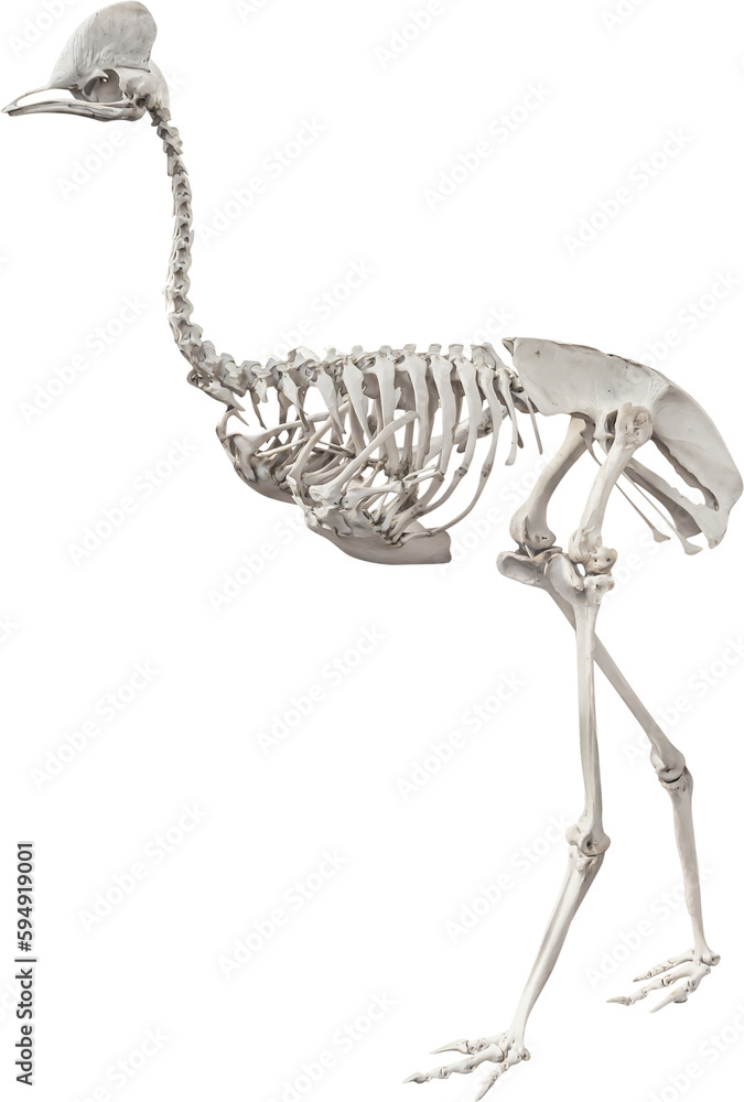 isolated, png, cutout, casuariidae, bird, skeleton, transparent ...