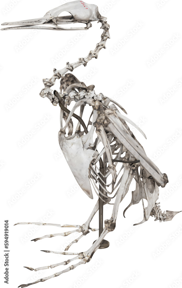Isolated PNG cutout of a cormorant bird skeleton on a transparent ...