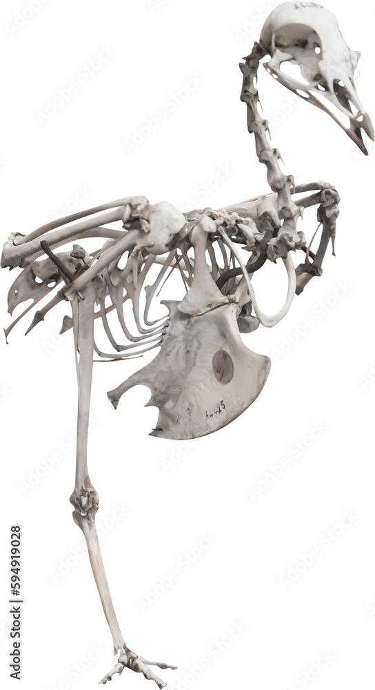 Isolated PNG cutout of a little bustard bird skeleton on a transparent ...