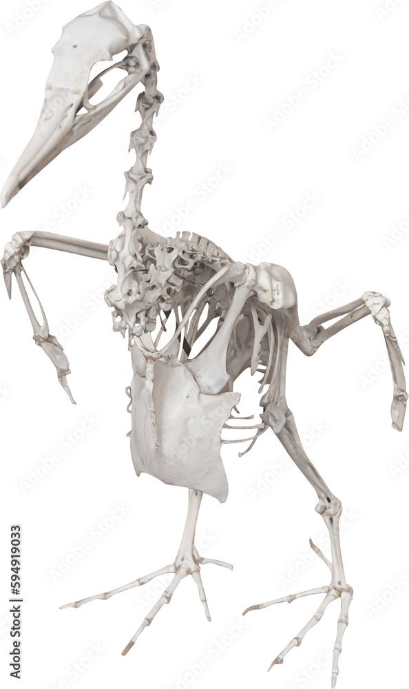 Isolated PNG cutout of a cormorant bird skeleton on a transparent ...