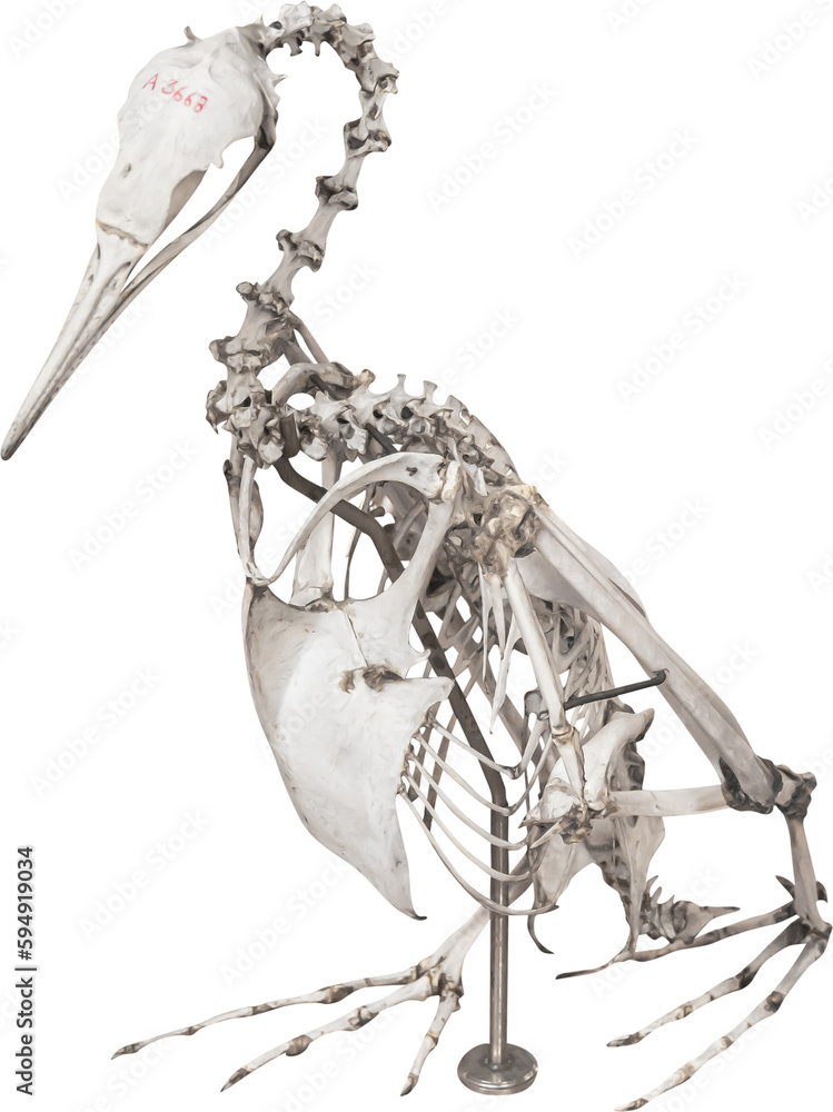 Isolated PNG cutout of a cormorant bird skeleton on a transparent ...