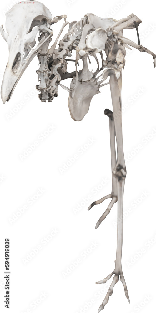 Isolated PNG cutout of a red-legged seriema bird skeleton on a ...
