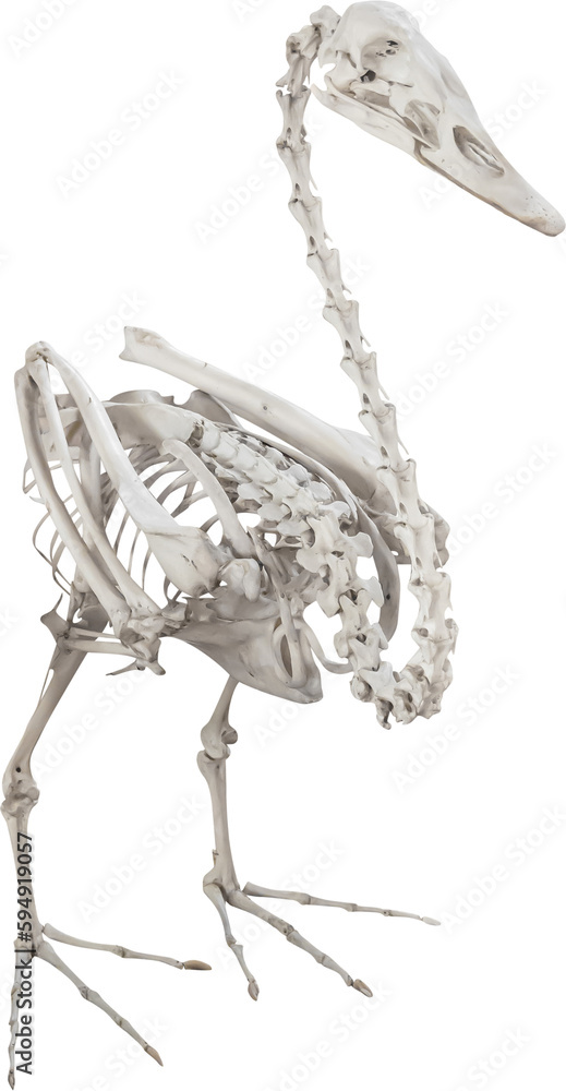 Isolated PNG cutout of a procellariiformes bird skeleton on a ...