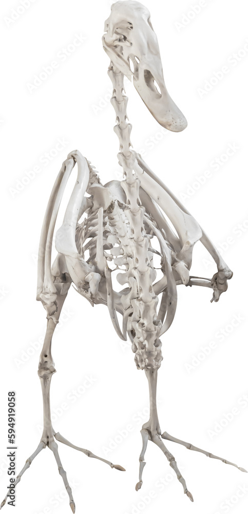 Isolated PNG cutout of a procellariiformes bird skeleton on a ...