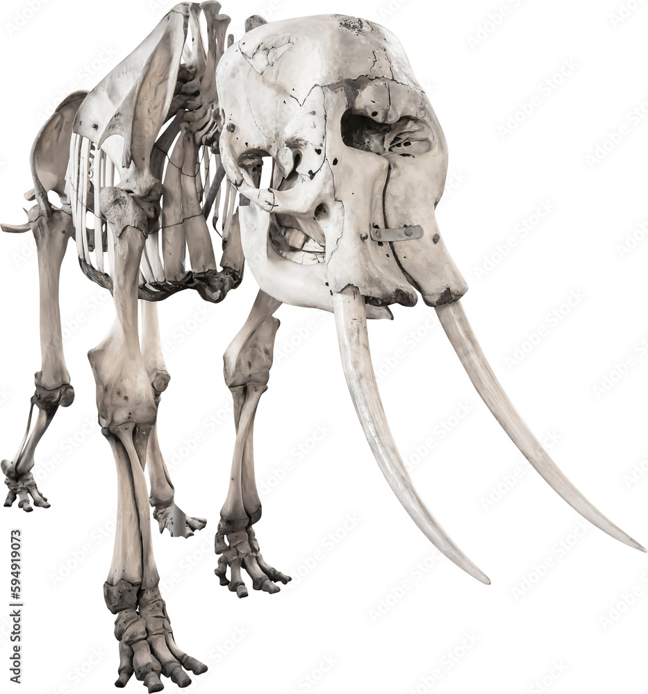 Isolated PNG cutout of an elephant skeleton on a transparent background ...