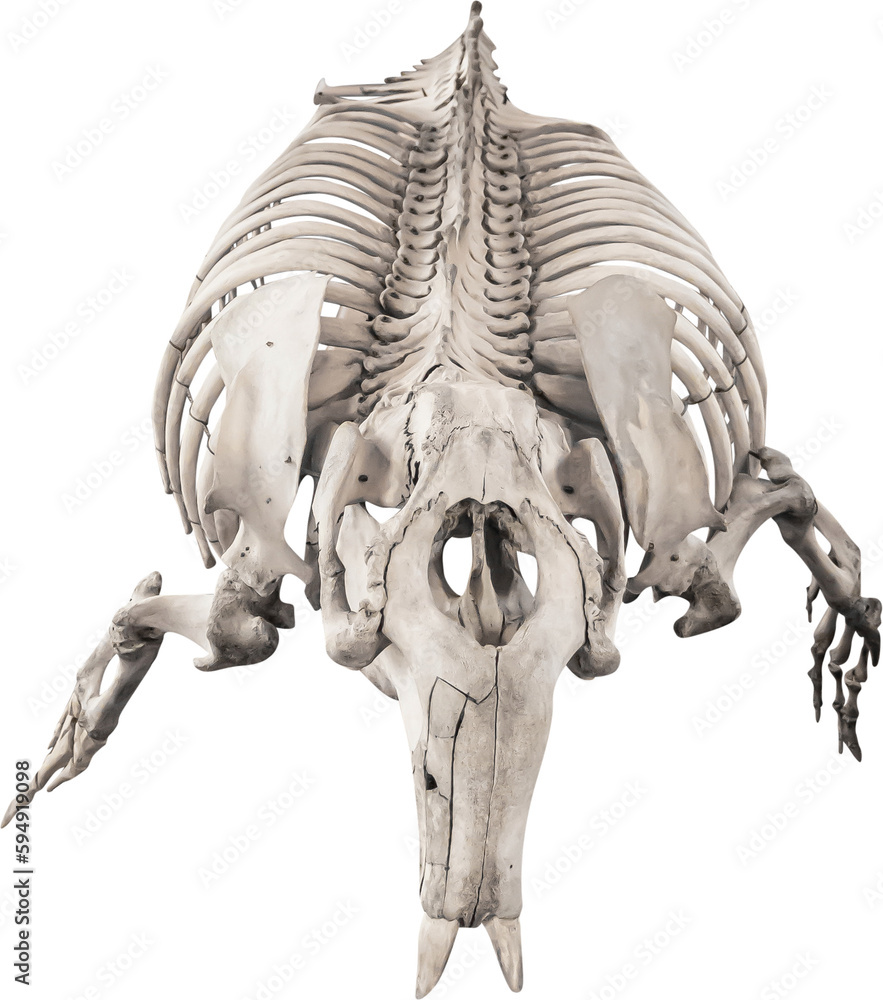 Isolated PNG cutout of a dugong skeleton on a transparent background ...