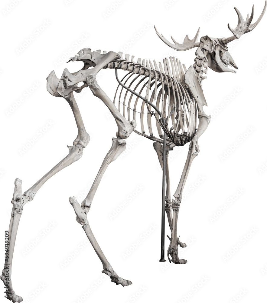 Isolated PNG cutout of a deer skeleton on a transparent background ...