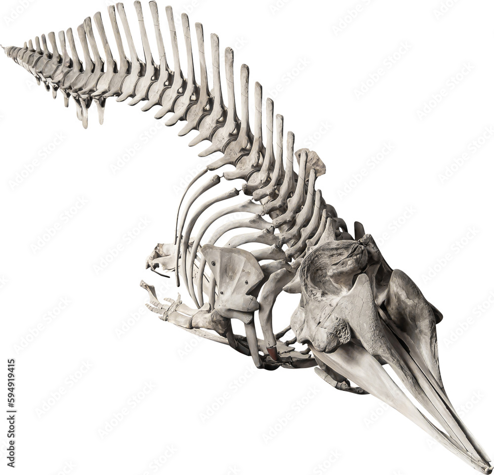 Isolated PNG cutout of a whale skeleton on a transparent background ...