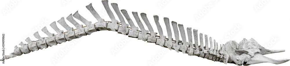 Isolated PNG cutout of a whale skeleton on a transparent background ...
