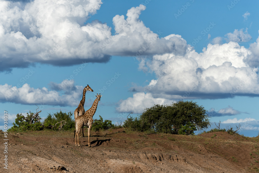 Giraffe . South African giraffe or Cape giraffe (Giraffa giraffa or ...