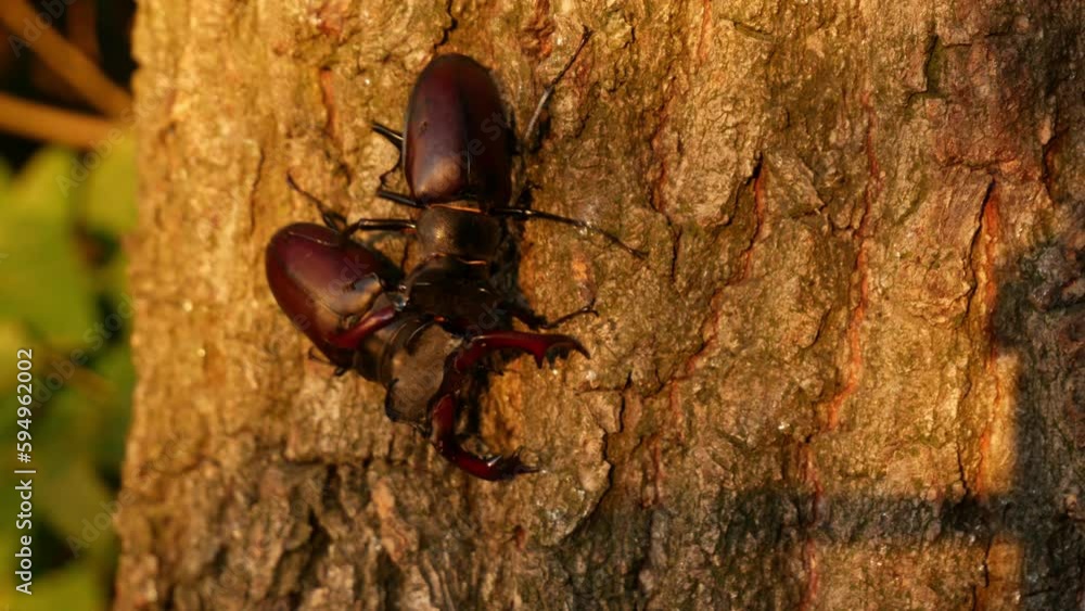 Two large stag beetles fight. Fierce fights of large rare insects in ...