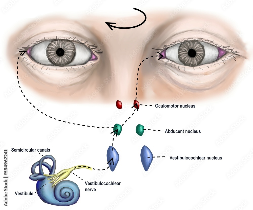 Poster the circuit of vestibular controlling eye movement. – Wall Art ...