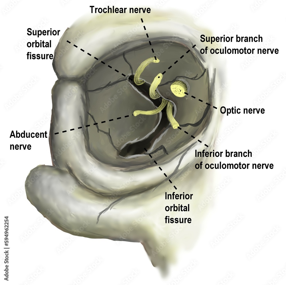 the orbit anatomy and cranial nerve controlling eye movement. Stock ...