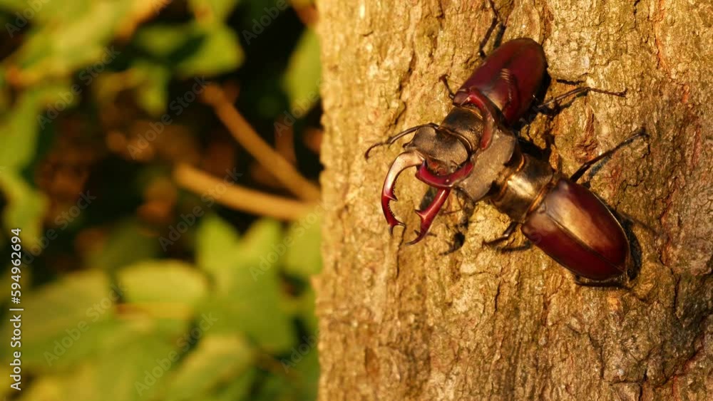 Stockvideo Two large stag beetles fight. Fierce fights of large rare ...