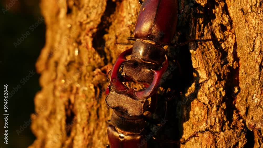 Two large stag beetles fight. Fierce fights of large rare insects in ...