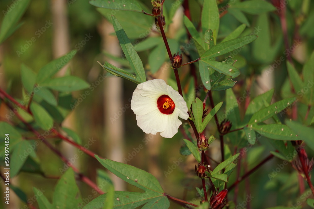 Rosella flower (also called roselle) with a natural background. Use as ...