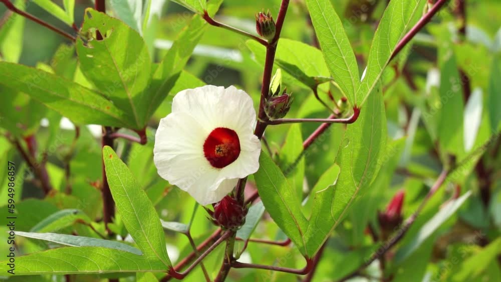 Senna occidentalis (Also called Indian vernacular, pantropical plant ...