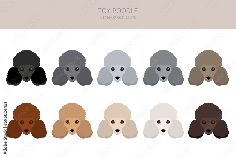 Toy poodle clipart. Different poses, coat colors set Stock Vector ...