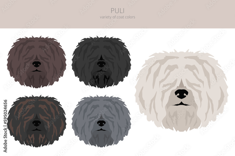 Puli clipart. Different poses, coat colors set Stock Vector | Adobe Stock