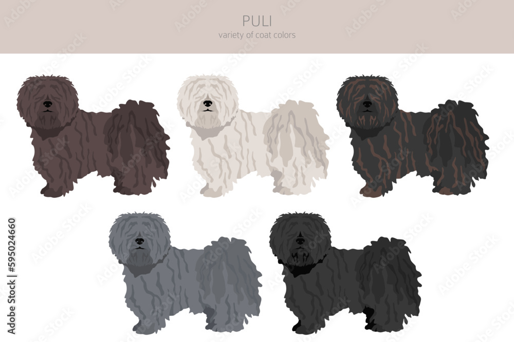 Vetor de Puli clipart. Different poses, coat colors set do Stock ...