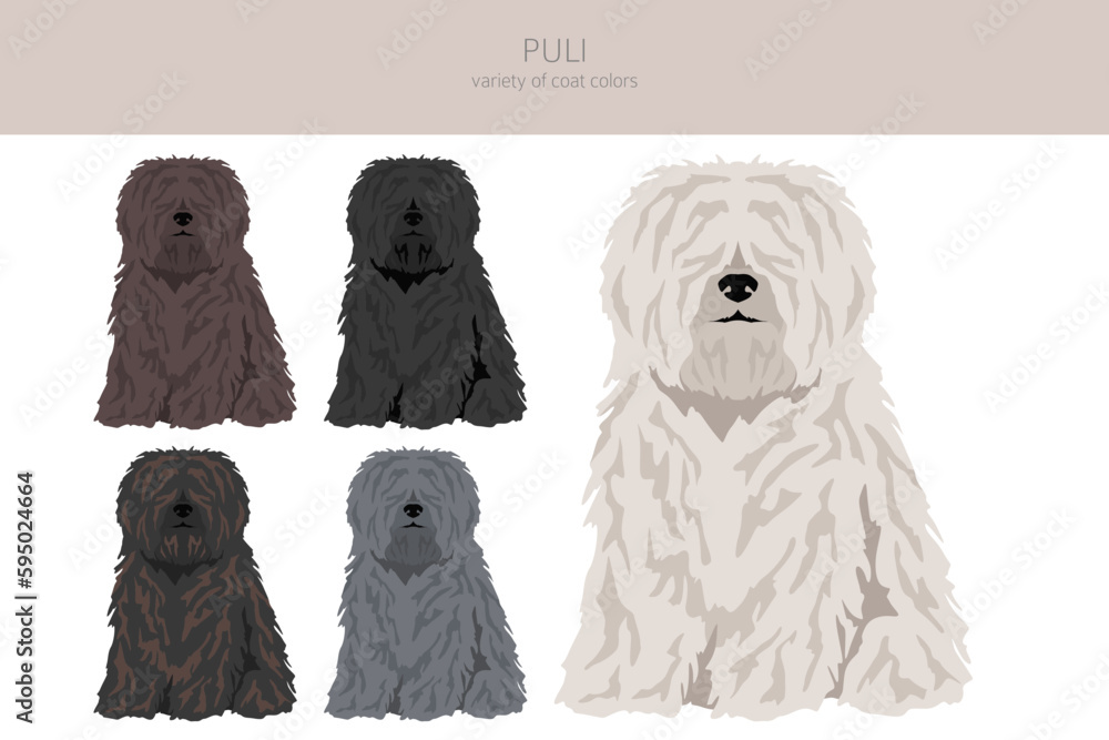 Puli clipart. Different poses, coat colors set Stock Vector | Adobe Stock