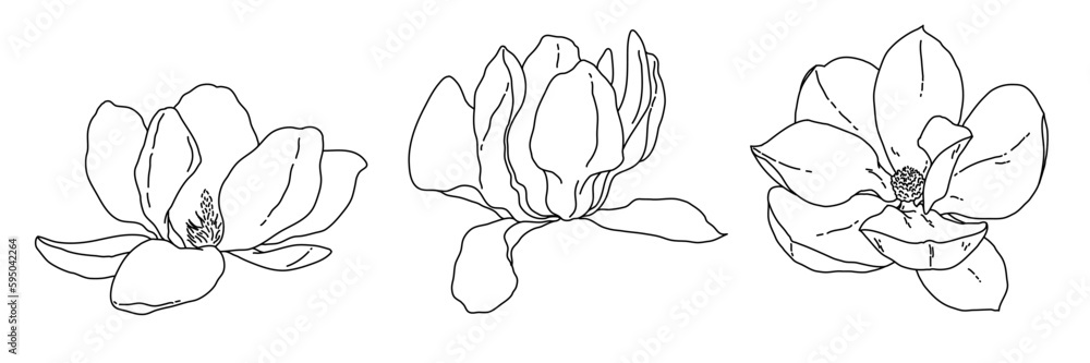Magnolia flower blooming art. Hand drawn realistic detailed vector ...