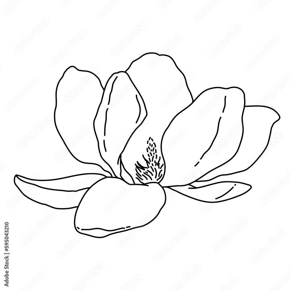 Magnolia flower blooming outline. Hand drawn realistic detailed vector ...