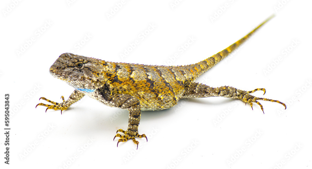 Large gravid female eastern fence lizard or swift - Sceloporus ...