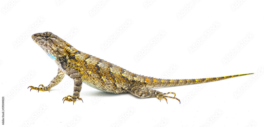 Large gravid female eastern fence lizard or swift - Sceloporus ...