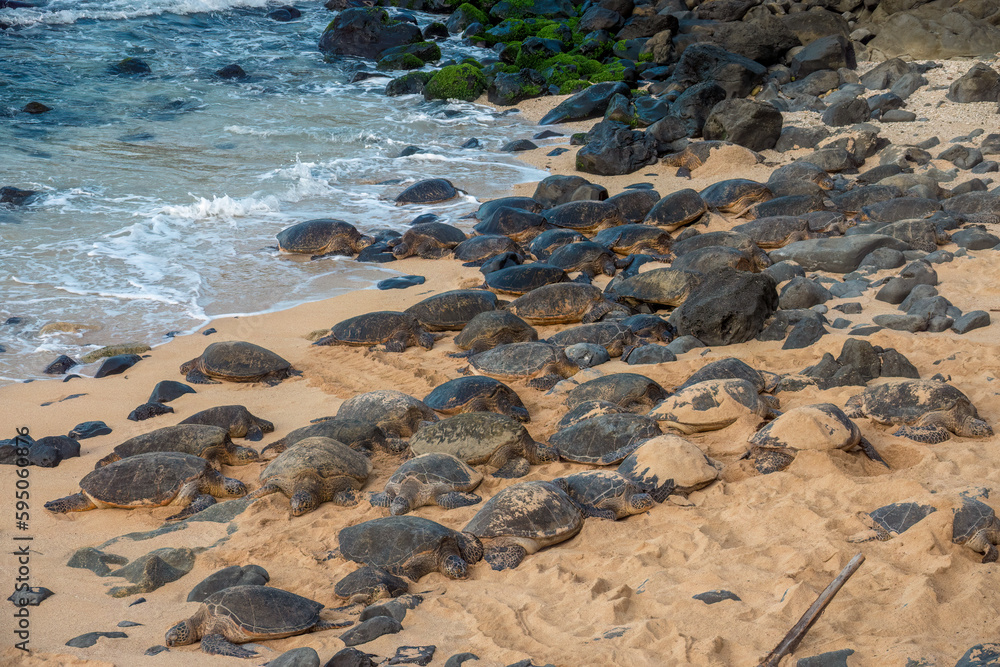 Hawaiian green sea turtles (Chelonia mydas) (honu) resting on the sands ...