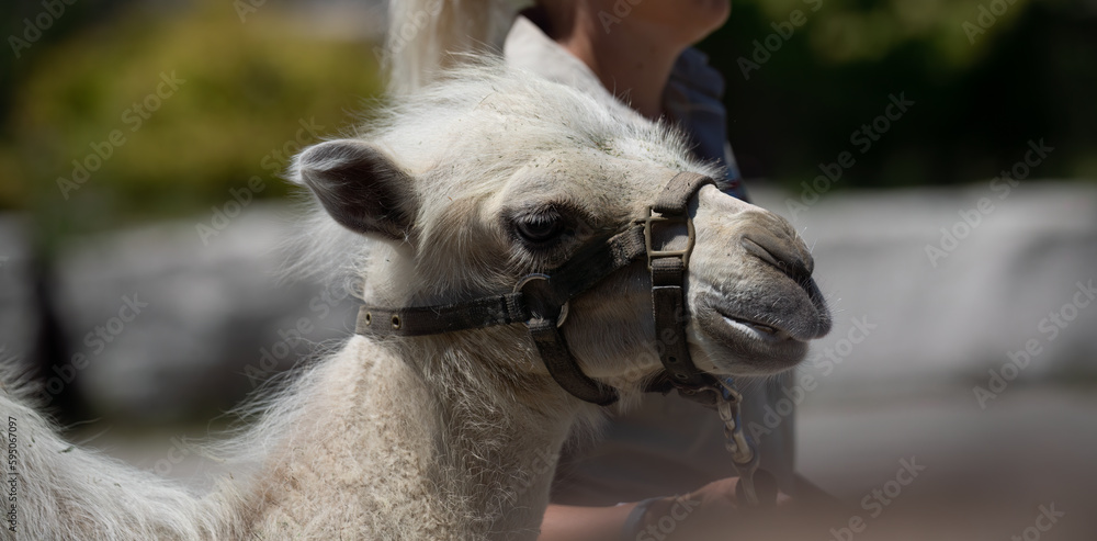 Camel, The Beauty of Obedience. A Pet Camel's Head in Focus ...