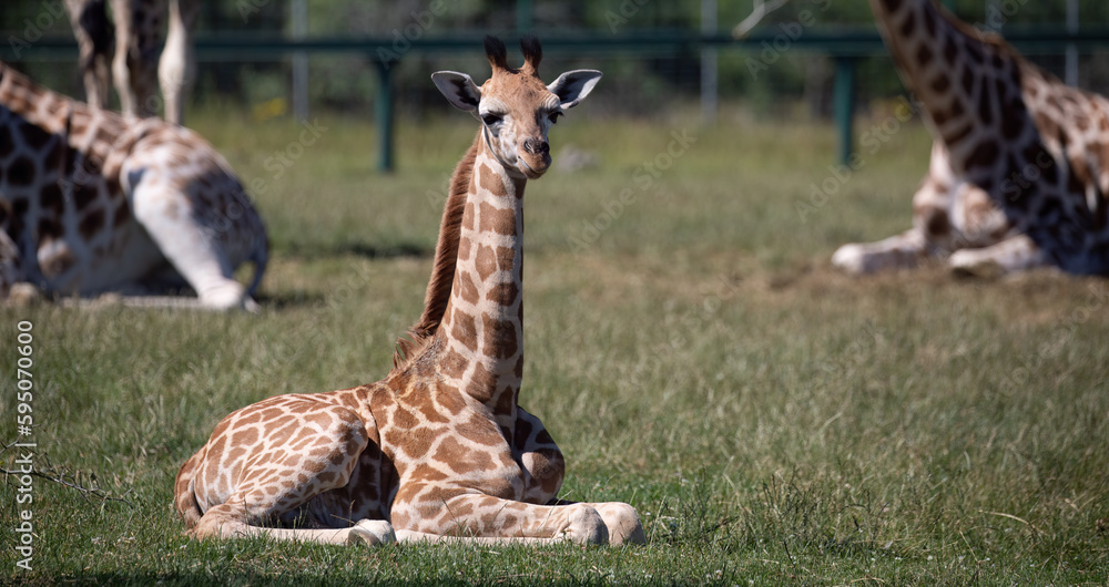 Giraffe Baby, Safari Baby. The Endearing Charm of a Giraffe Calf at the ...