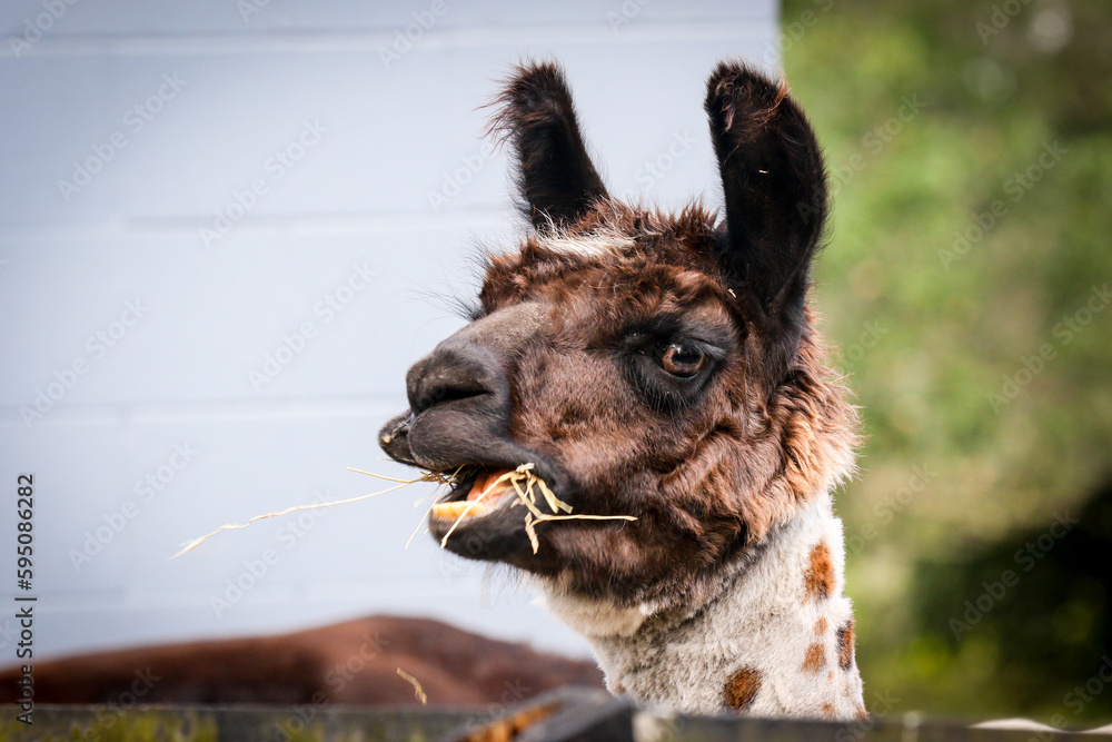 Spotted llama eating hay looks like talking on a farm in Central ...