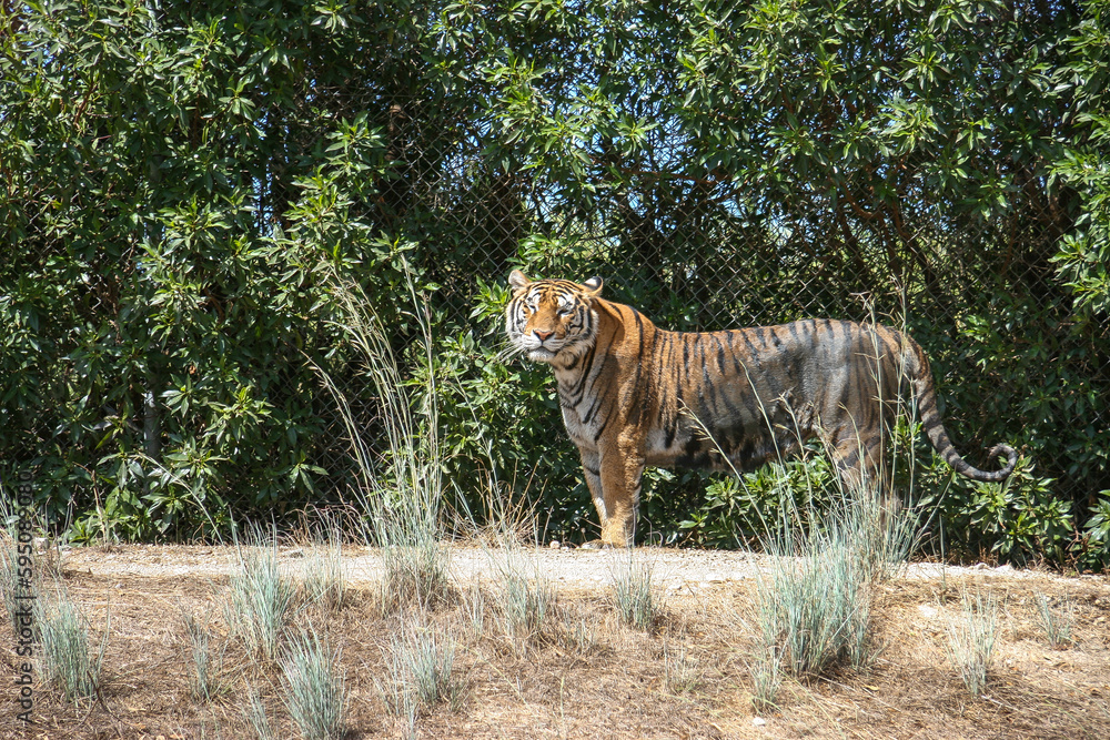 Tigre de Bengala (Panthera tigris tigris), también conocido como tigre ...