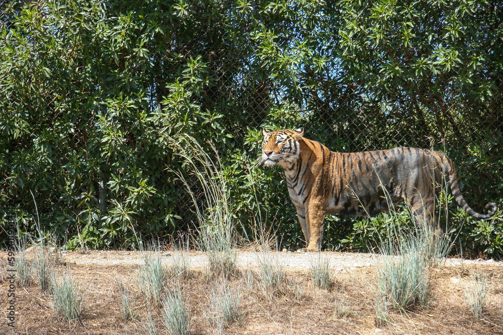 Fotka „Tigre de Bengala (Panthera tigris tigris), también conocido como ...