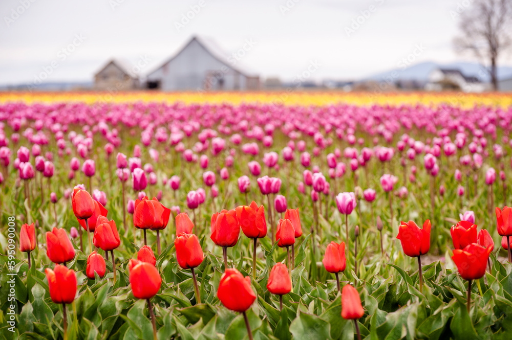 Skagit Valley Tulip Fields in the Springtime. Colorful flowers blanket ...