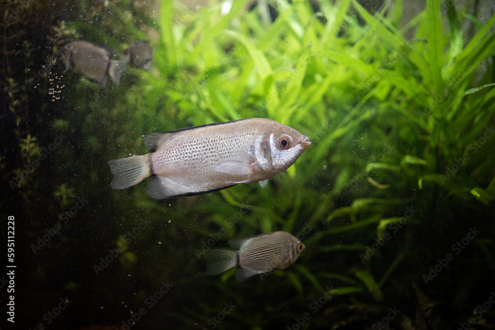 Kissing fish. Kissing gourami (Helostoma temminckii). Stock Photo ...