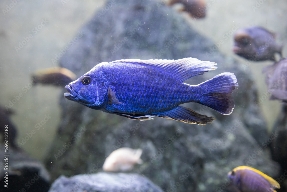 Fish Sciaenochromis ahli. Blue Ahli, Blue Hap, Electric Blue Ahli ...
