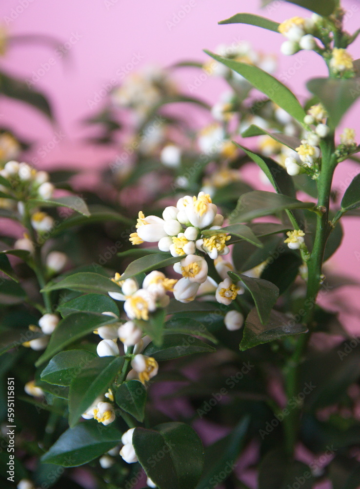 Bonsai tree of chinotto in bloom, Citrus myrtifolia, the myrtle-leaved ...